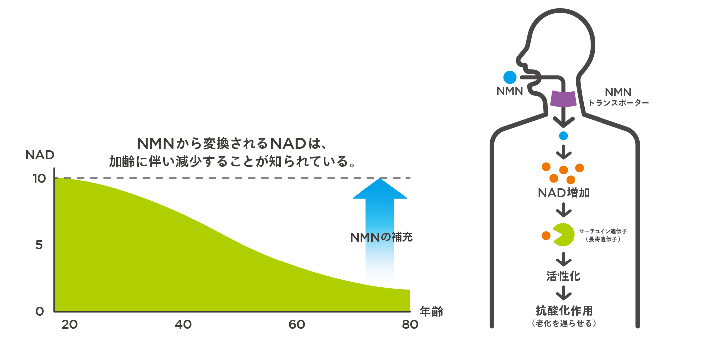 NMN | 【PURESTEM】高濃度幹細胞上清液のご紹介（ピュアステム）